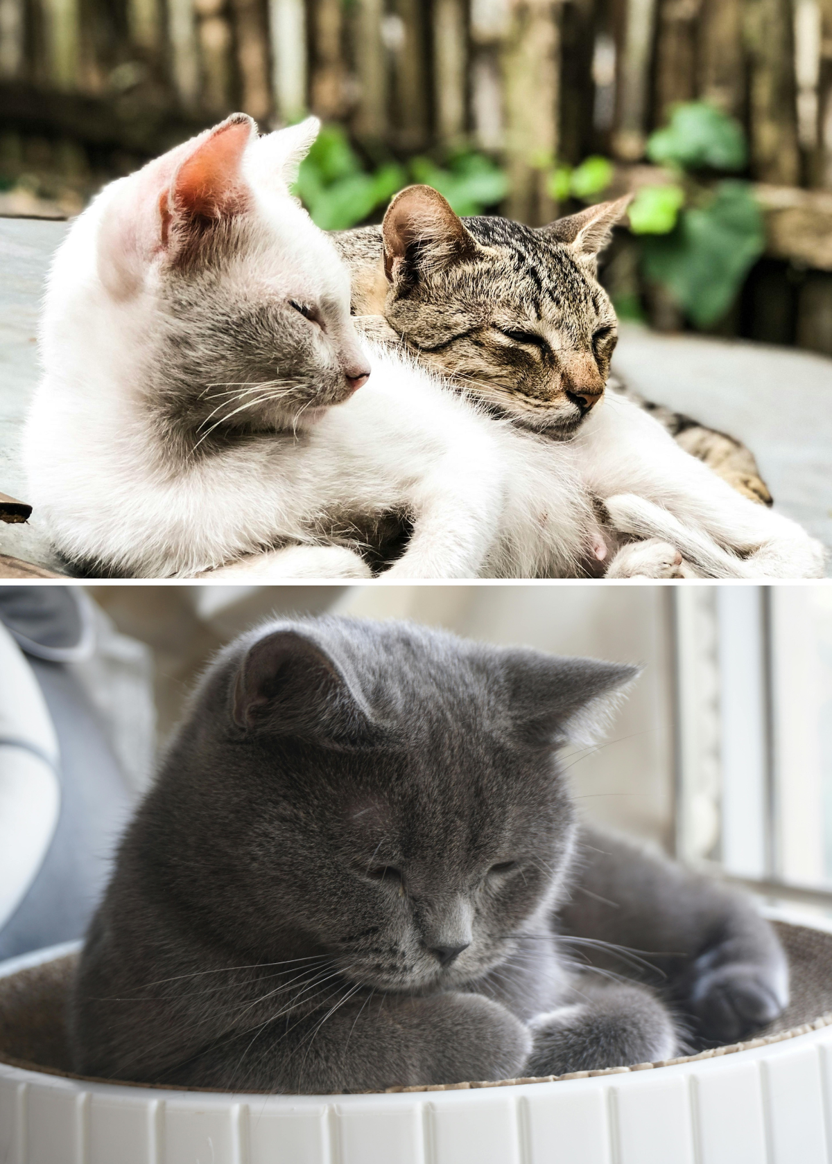 Is Tofu Cat Litter Good for Cats? An In-Depth Look!